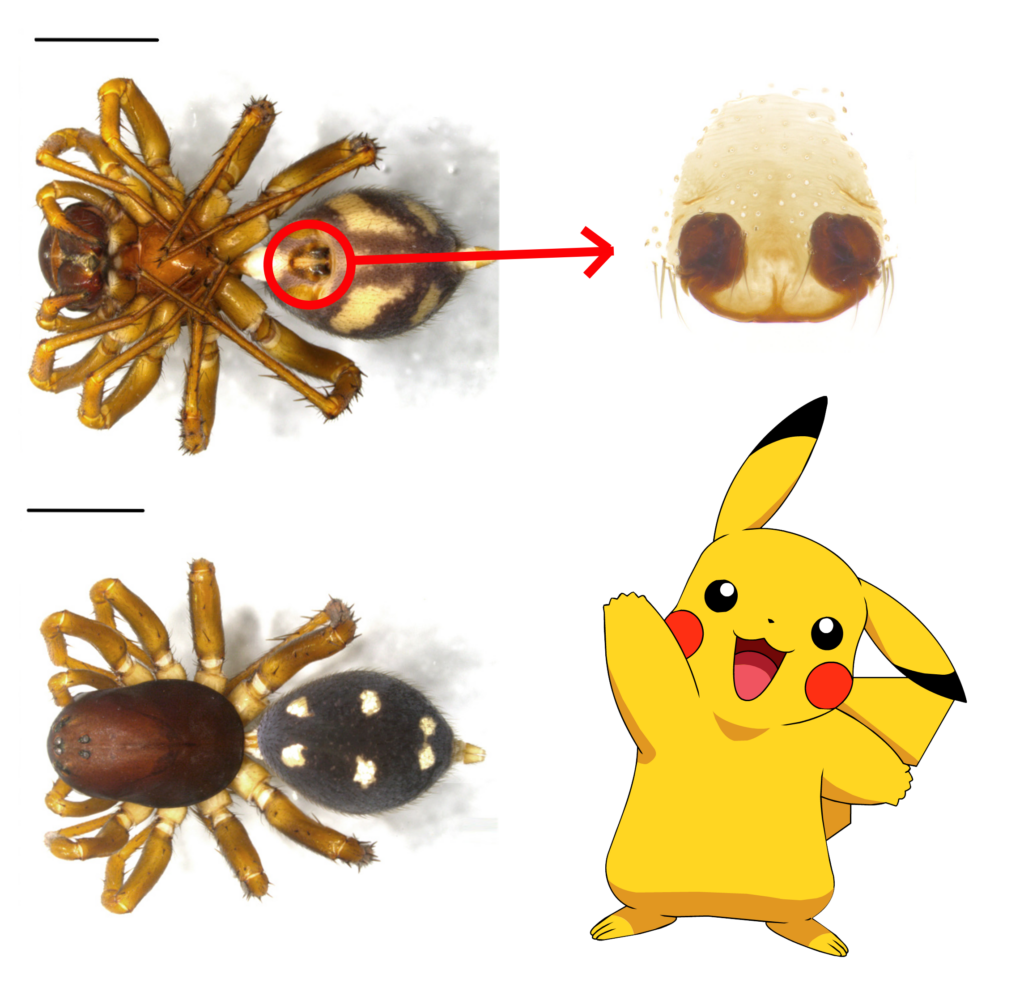 Esta es la lista de animales con nombres de Pokémon - Robotitus